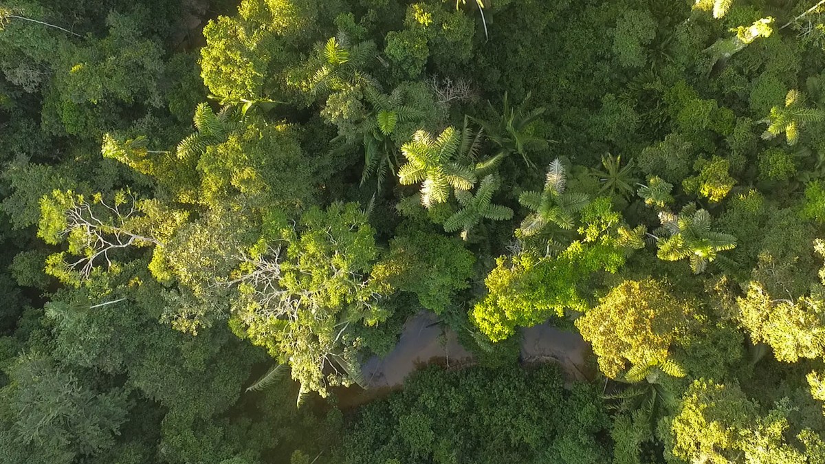 Amazônia: o que explica a maior biodiversidade do Planeta?